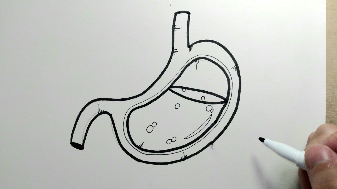 como dibujar el estomago/how to draw stomach