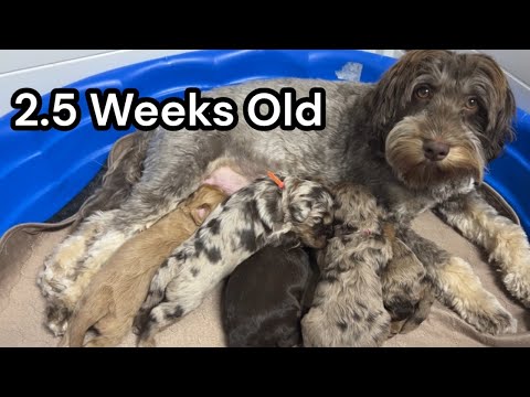 Petite to Mini Aussie Australian Labradoodles | MayaXHank | 2.5 Weeks Old