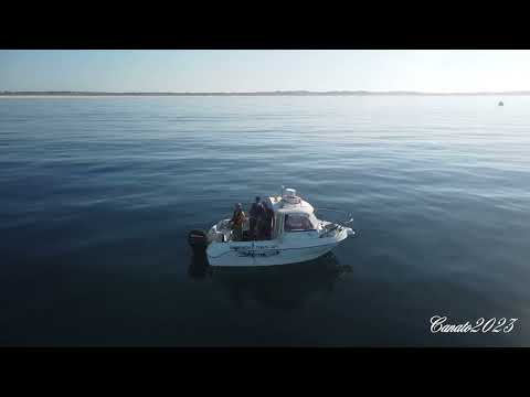 cutle fish wars by Mavic Dji