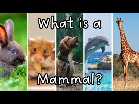 What is a Mammal? Characteristics of a Mammal | Science for Kids | Animal Groups
