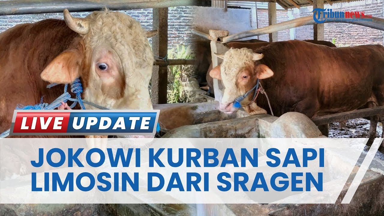 Penampakan Sapi Seberat 1 Ton yang Dipesan Jokowi dari Peternak di Sragen, Harga di Atas Rp 70 ...