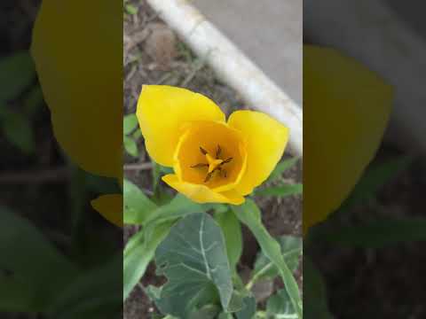 Pretty Yellow Tulips - HAPPY SPRING! ππ