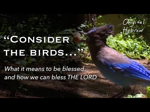 Consider the Birds | The Hebrew Meaning of Being Blessed [Excerpt]