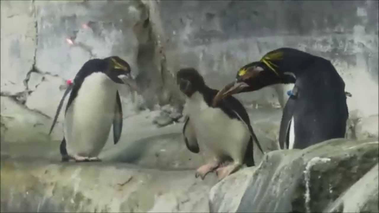 Macaroni Penguin Chick's First Swim