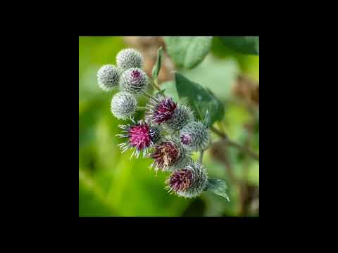 Burdock: The Superfood You Never Knew You Needed!