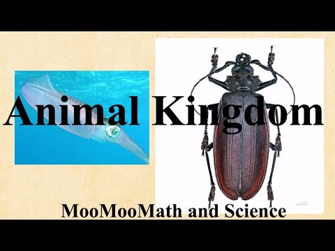 Kingdom animalia characteristics,examples