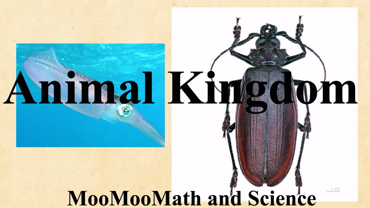 Kingdom animalia characteristics,examples
