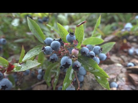 Nearly 20 Maine farms participate in fourth annual Wild Blueberry Weekend