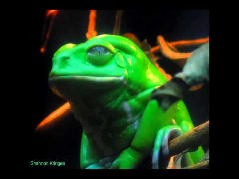 Mihaly Csikszentmihalyi Kringen Flow Thoery
