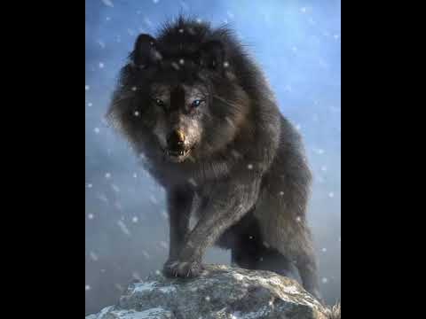 Dire Wolf Sound Effects 🐺 🔊