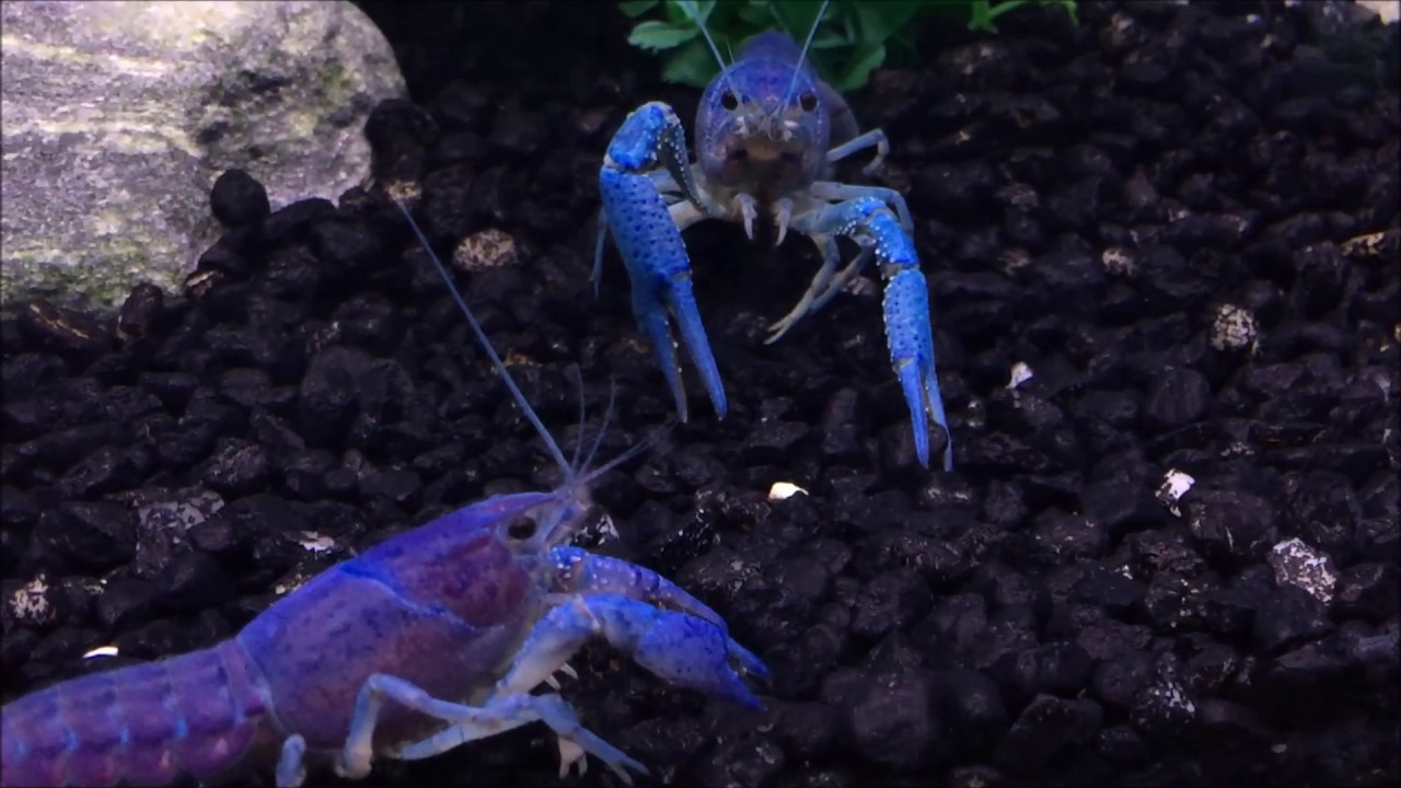 Electric Blue Crayfish • Care Guide (Tank Setup, Mates & Diet)