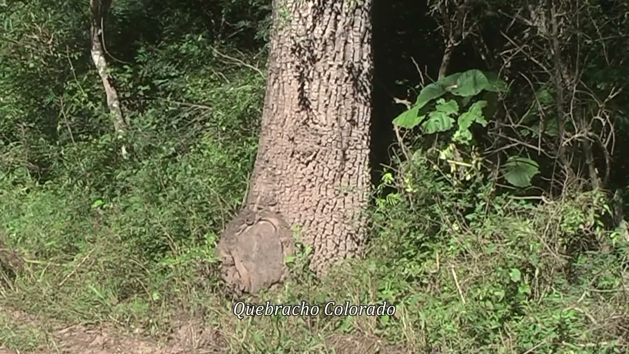 Red Quebracho. Characteristics and Description of this Tree. Flora and Fauna.