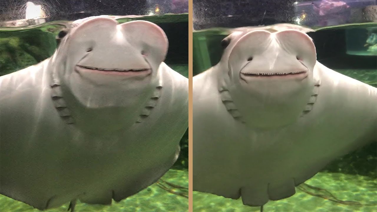 Cute Smiling Stingray