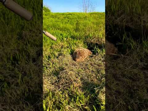 Successful day varmint hunting #proofresearch #22arc #leupoldoptics #huxwrx #groundhog