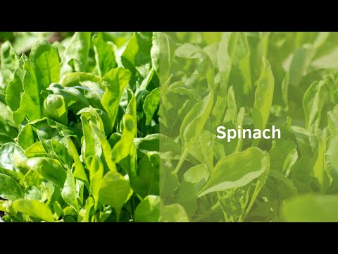 The spinach definition