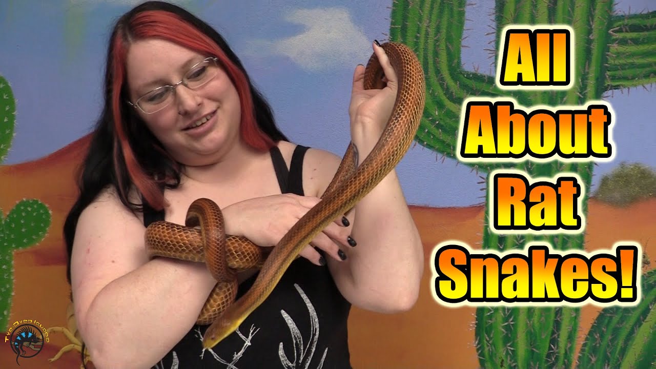 All About Rat Snakes! -- Fun Facts, General Care, & Why You Need One as a Pet! 🐍