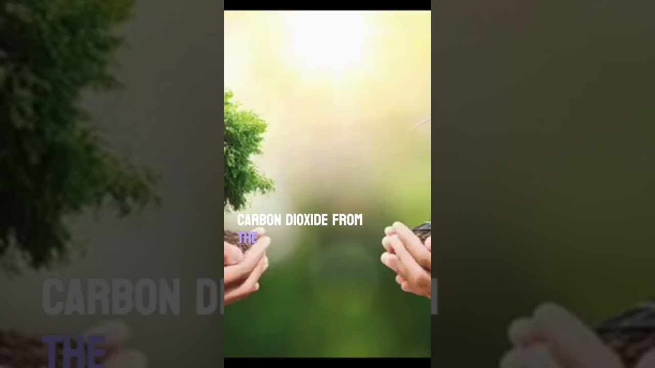 nature based solutions to desertification and climate change