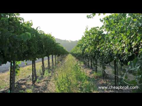 Vineyard Vines.mov