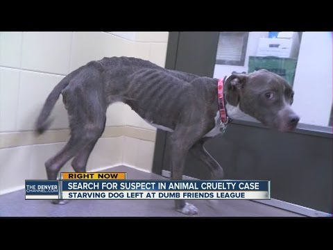 Who left his emaciated dog at the shelter?