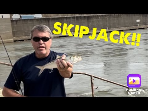 Skipjack update 4-21