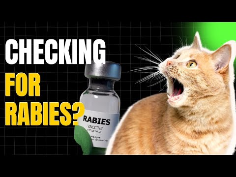 STOP Ignoring These Warning Signs of Rabies in Your Cat | How Do You Check a Cat for Rabies?