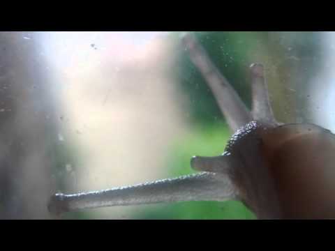 Giant snail at dawn