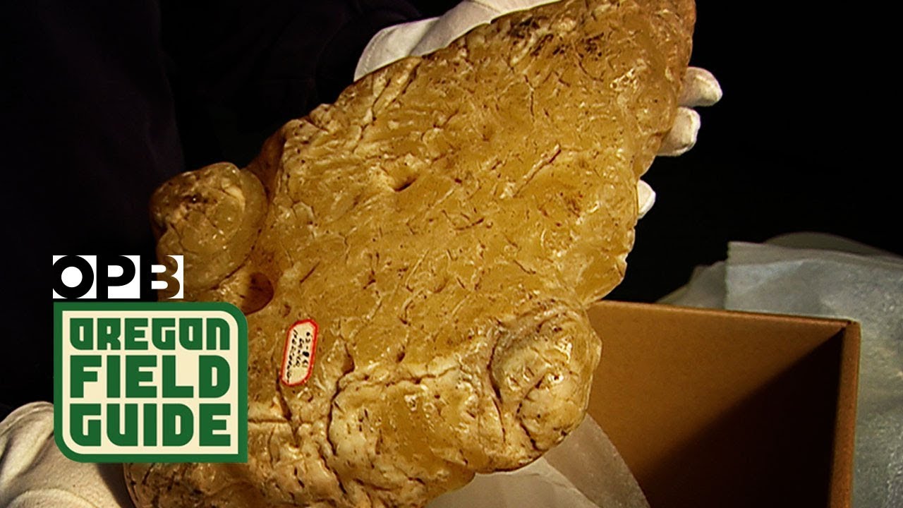 Unlikely Sunken Treasure Off Of The Oregon Coast | Oregon Field Guide