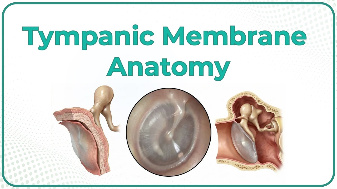 Tympanic Membrane Anatomy - Head and neck Anatomy medical animations / USMLE Step 1