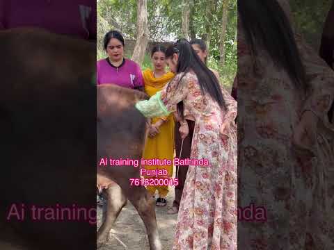 artificial insemination in cattle | step bystep Al process explained #song #viralvideo #viralshorts