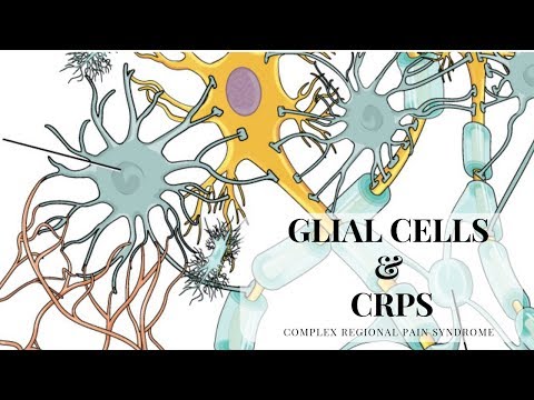 WHAT ARE GLIAL CELLS?
