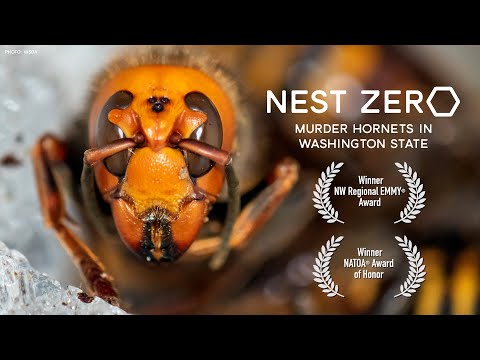 Nest Zero - Murder Hornets in Washington State