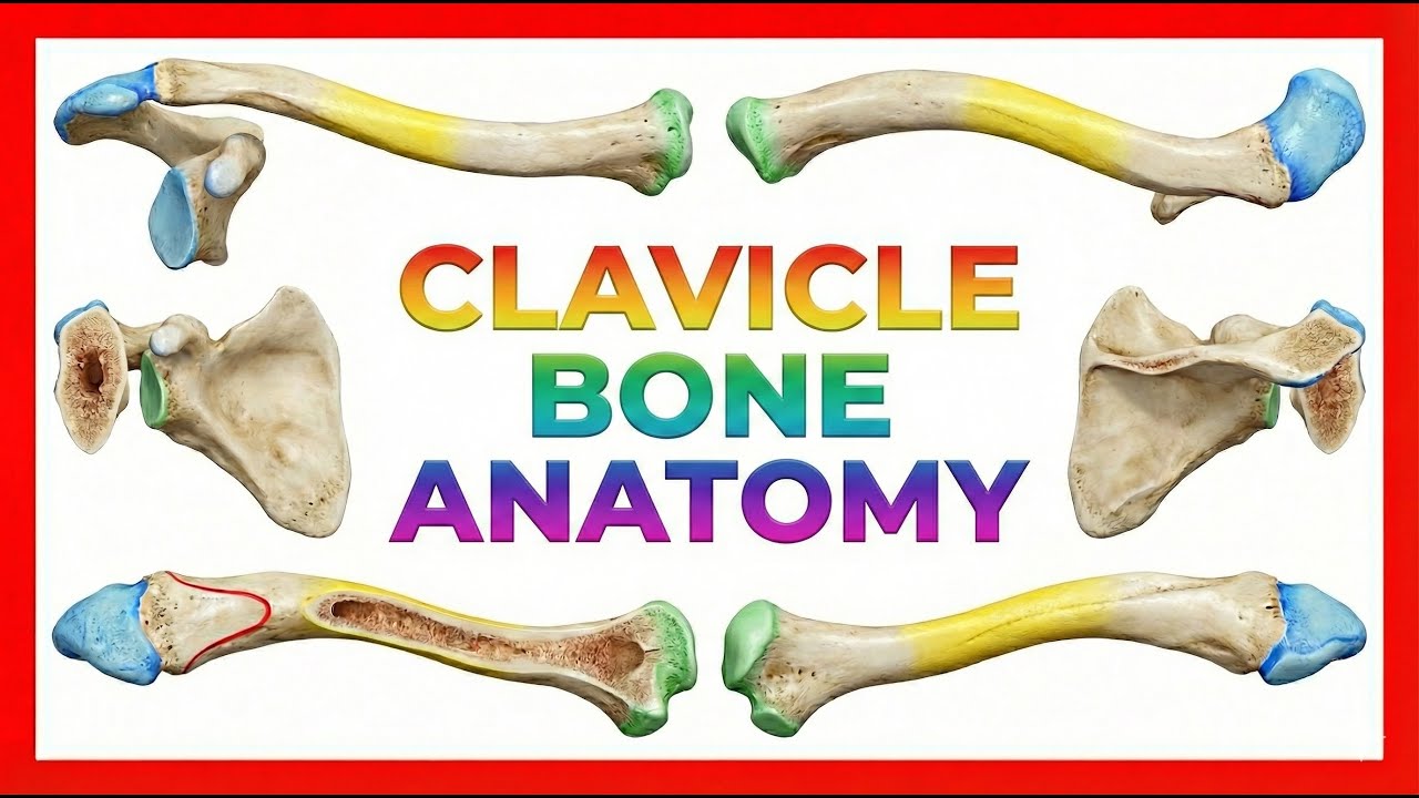 Clavicle Anatomy Animation | General features, Osteology, Attachments, Development, clinical anatomy