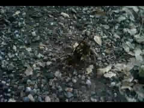 Tarantulas mating dance by Del Albright, caught alongside road in N. CA