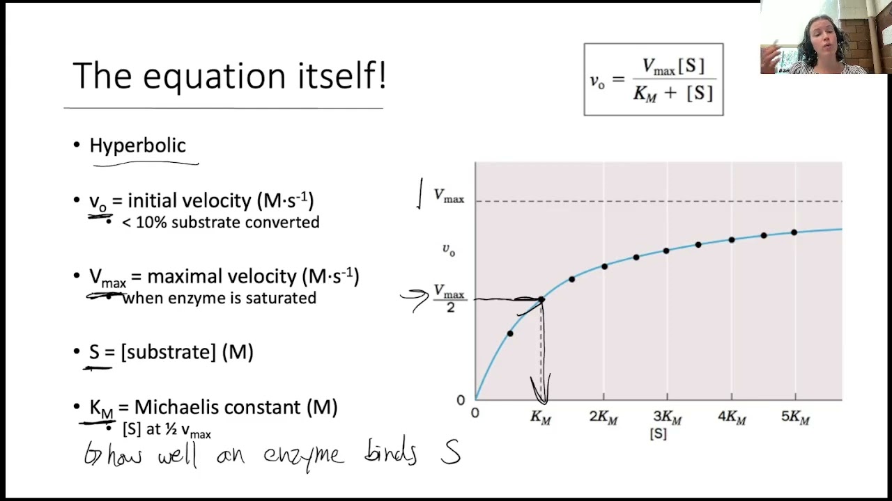 Enzyme Kinetics II 2