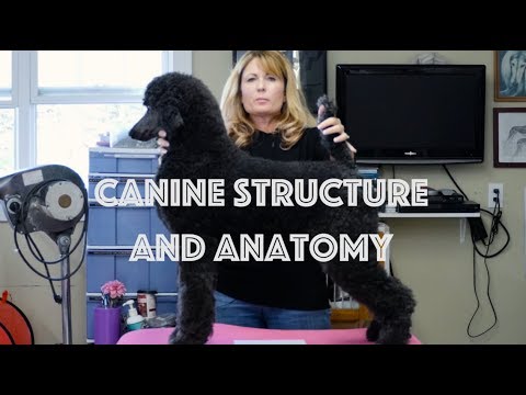 Canine Structure and Anatomy