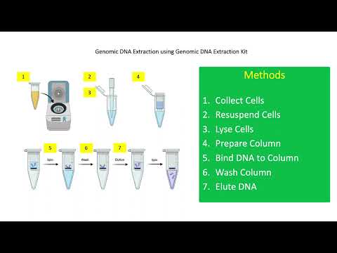 Activity 3. Genomic DNA Extraction using DNA Extraction Kit (Solid-Phase Extraction Method)