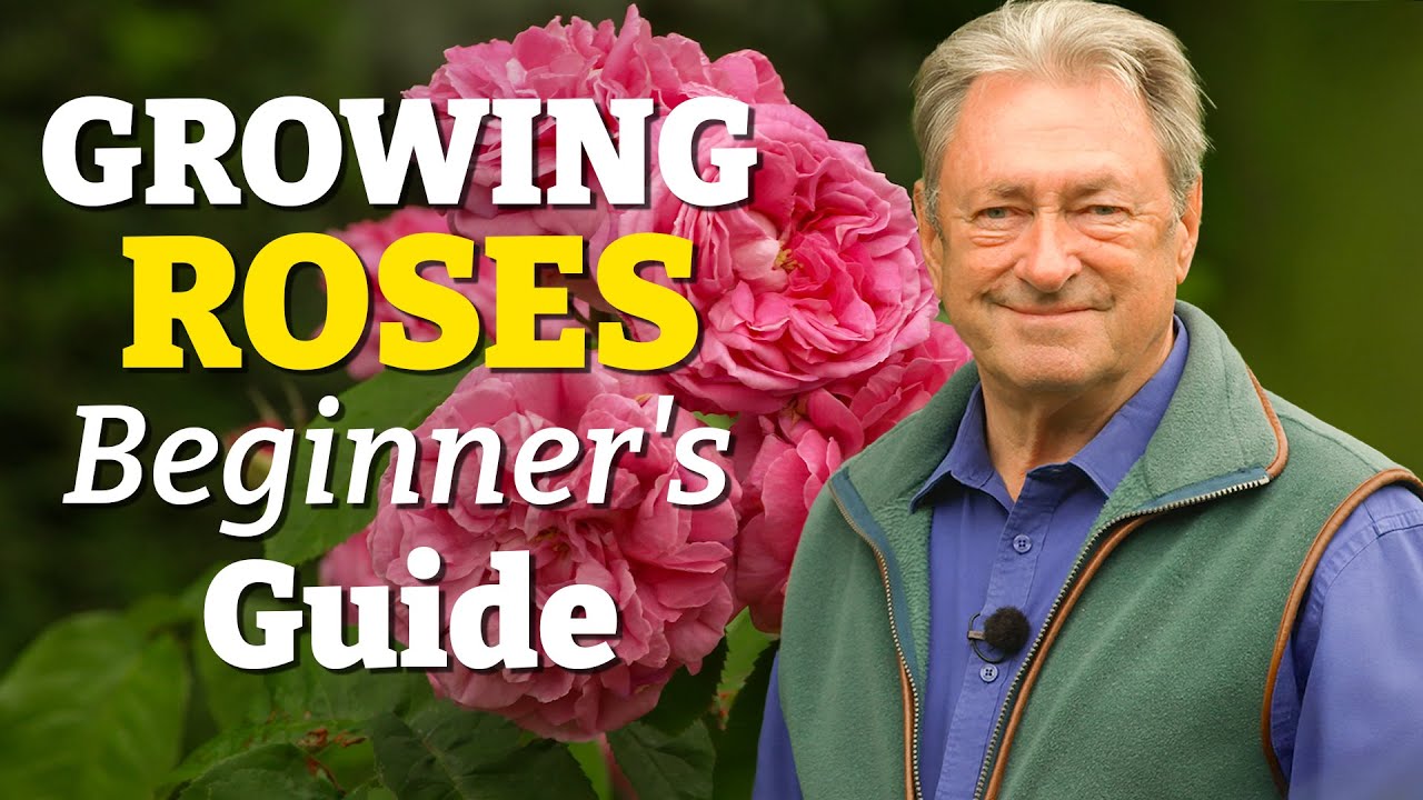 Growing Roses Made Easy: The Beginner’s Guide to a Gorgeous Garden
