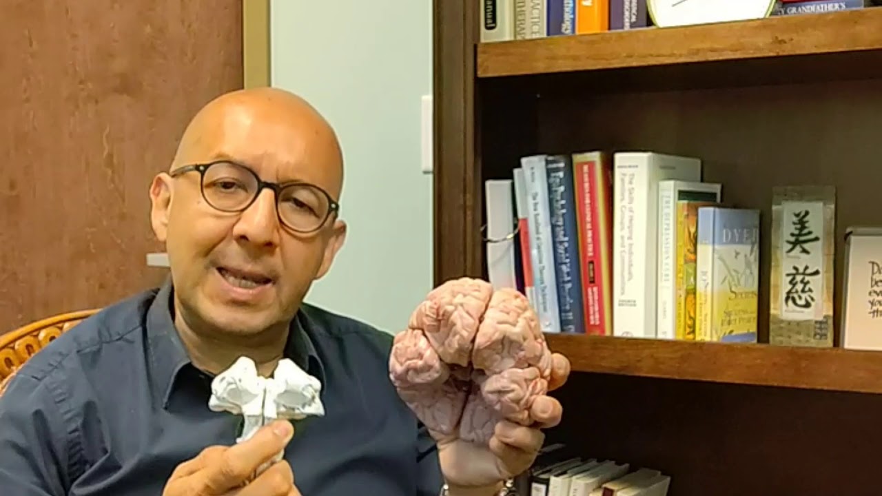 Introduction to Neocortex and Sub Cortex in the Brain to understand hypnosis