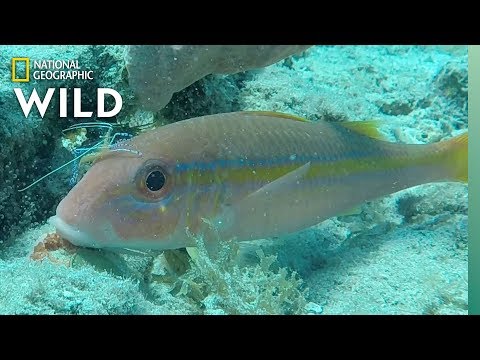 Shrimp healing injured fish | Dear Kitty. Some blog