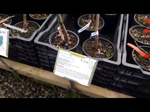 Quick video of Raintree Nursery
