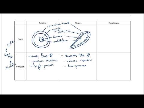 B3.2a – Blood vessels
