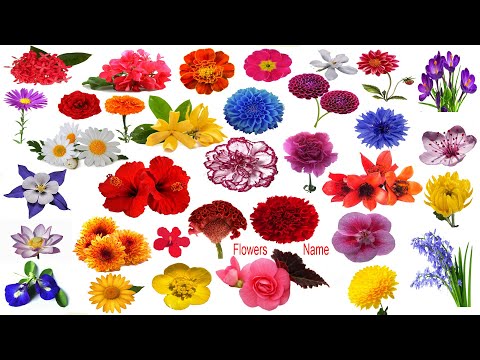 Flowers Name & Images | Flowers Vocabulary | Necessary Vocabulary Tutorial