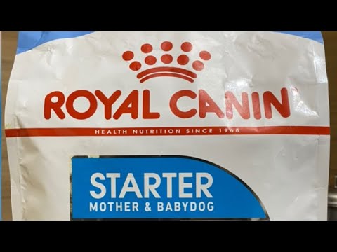Royal Canin review & making shorts | Full video link in description