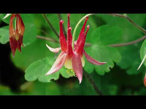 Resurrecting the Sony RX10 iii for Nature Photography in 2025