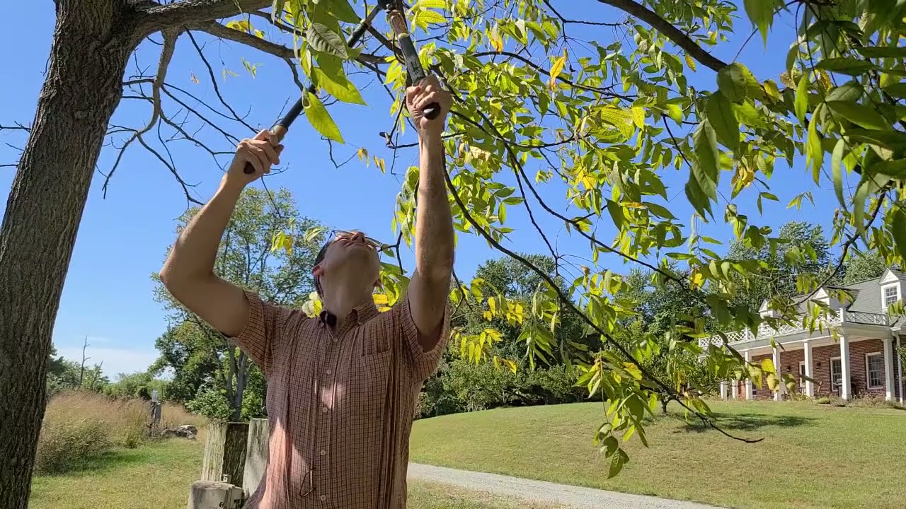 Tree Pruning Tips- low branches
