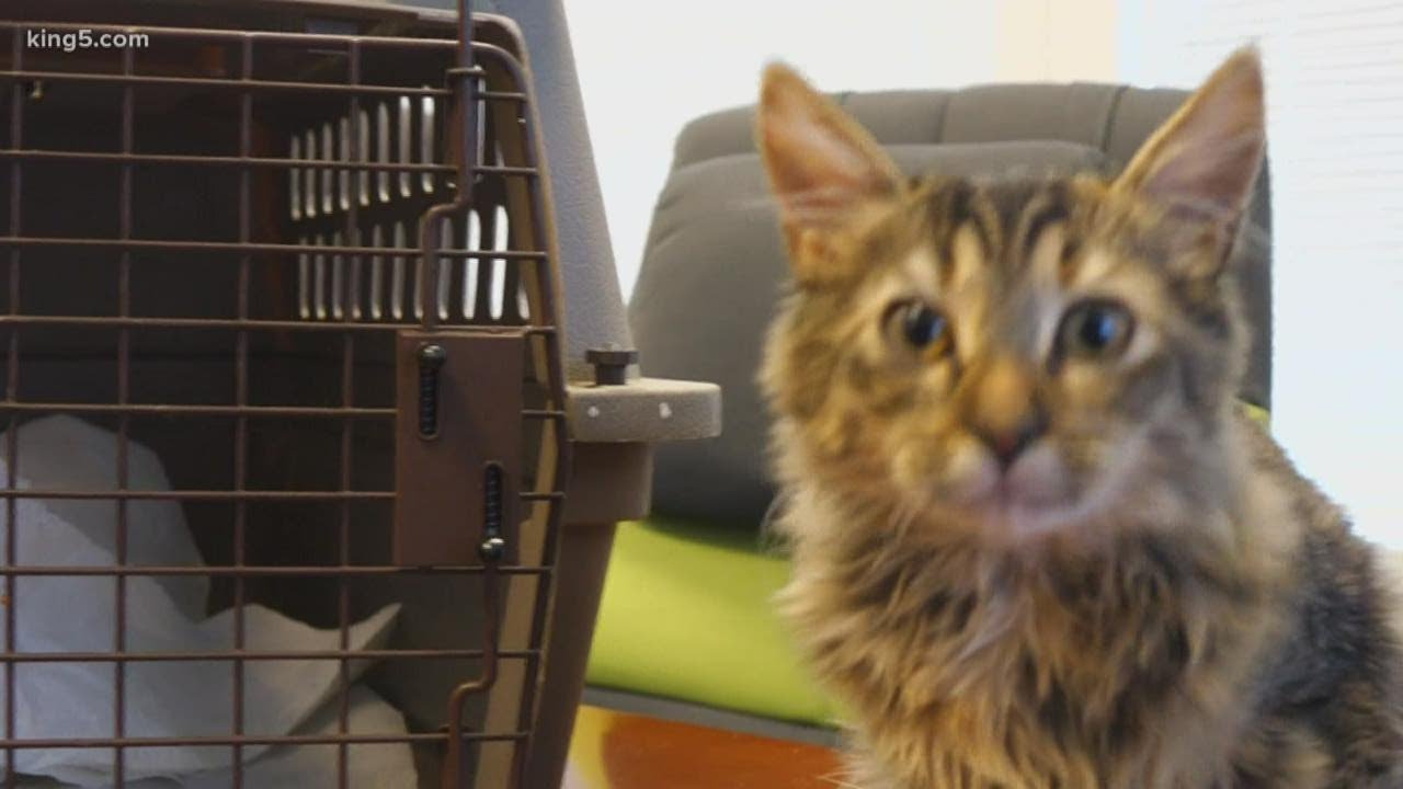 Former Amazon engineer says he created app to translate cat's meows