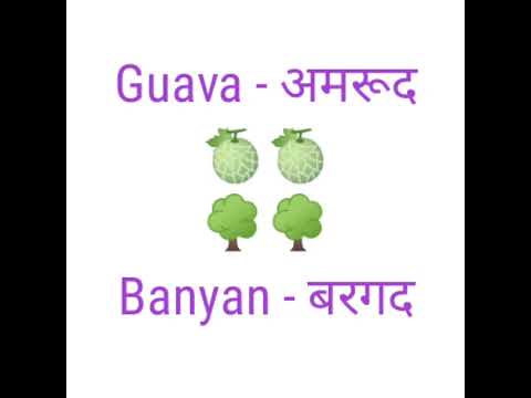 How to Pronounce "Guava" or "Banyan"#shorts Guava Pronounciation😁Pronunciation😃Banyan Pronounciation