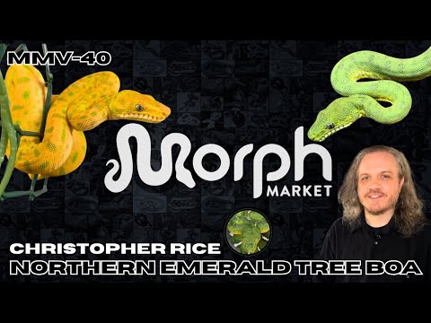 INSANE Northern Emerald Tree Boa Collection Tour With Christopher Rice