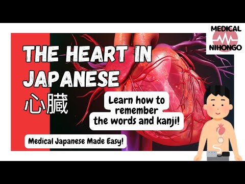 The Heart Anatomy in Japanese: Essential Japanese for the Main Parts of the Heart