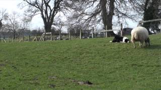 Meet Butterfly The Geep, An Extremely Rare Goat-Sheep Hybrid Born In ...